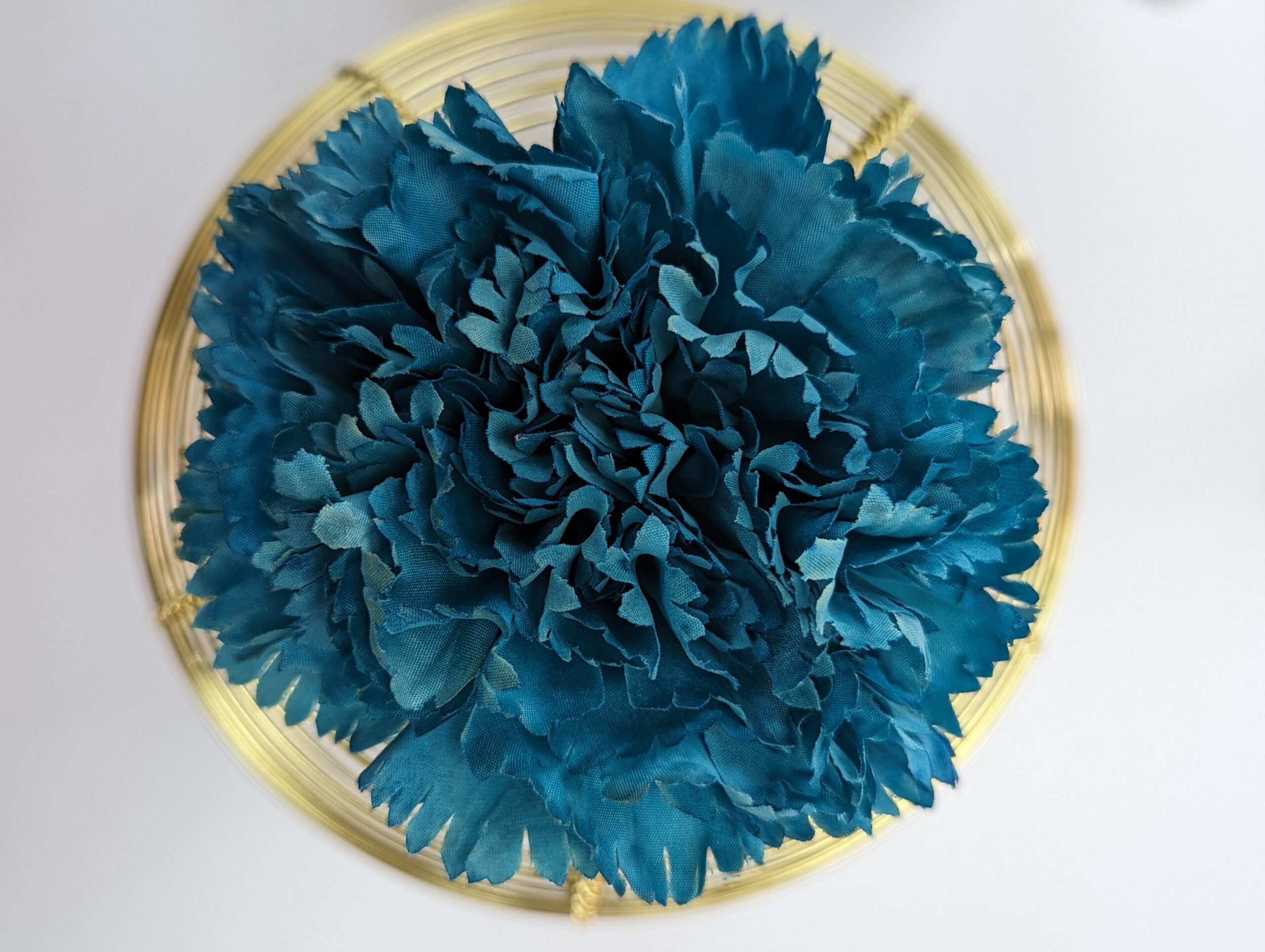 Claveles Azules CLAVEL AZUL PETROLEO Micaela Villa